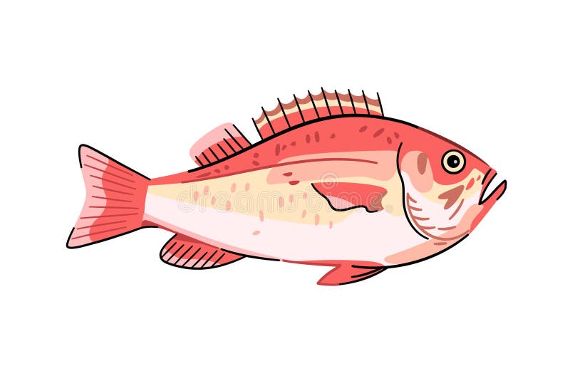 Red Ocean Perch. Commercial Seafood Fish. Isolated Design Element Stock ...