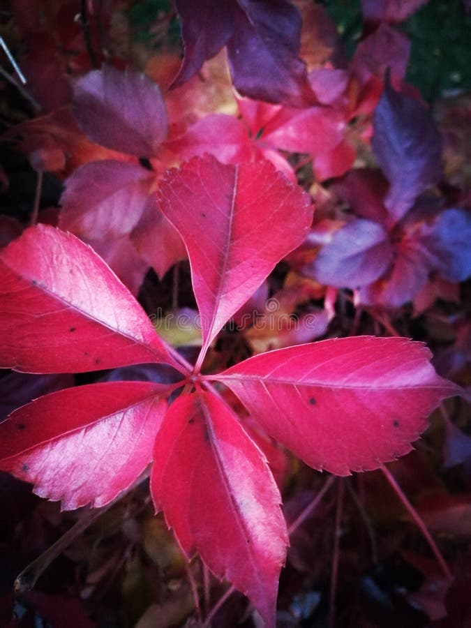 Red october stock image. Image of harvest, leaf, october - 102018491