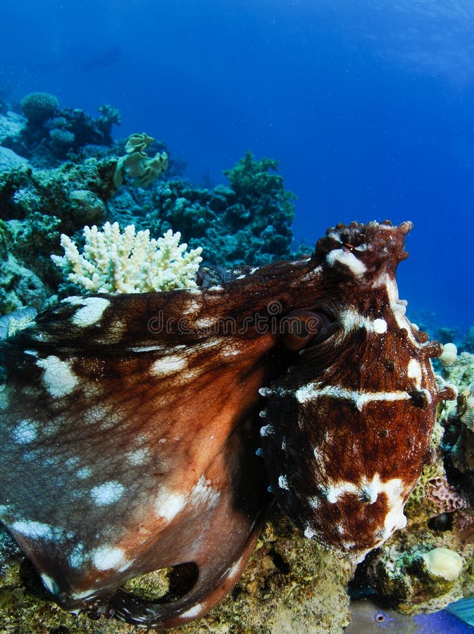 Red octopus stock image. Image of marine, feed, camouflage - 14278415