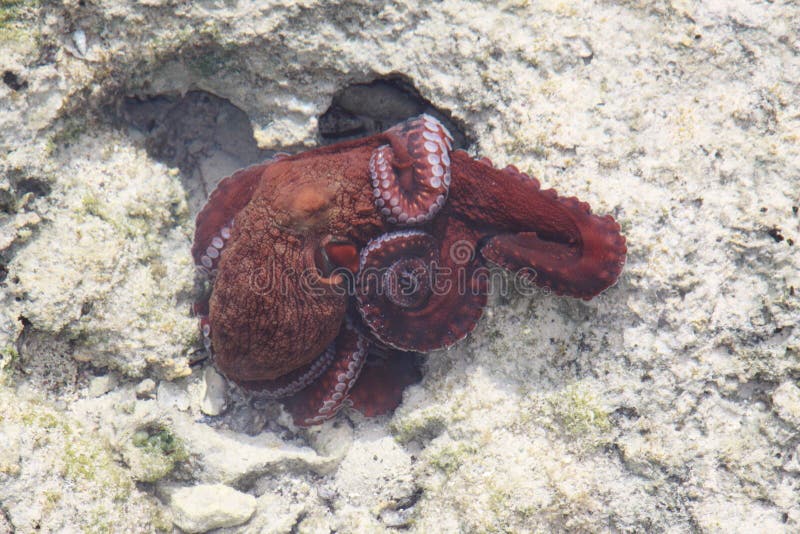 Red Octopus stock photo. Image of reef, octopus, egypt - 23147948