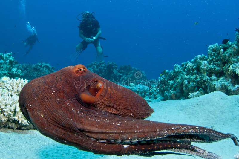 Red Octopus stock image. Image of coral, blue, sports - 24555595