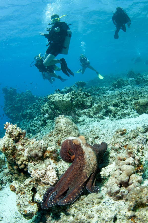 Red Octopus stock image. Image of coral, blue, sports - 24555595