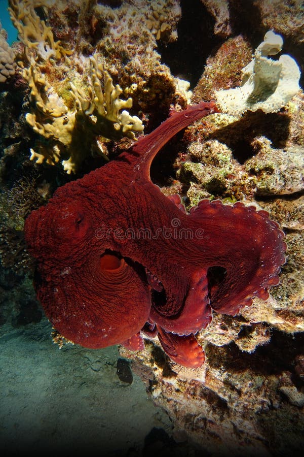 Octopus in coral reef stock photo. Image of octopus, animal - 20260150