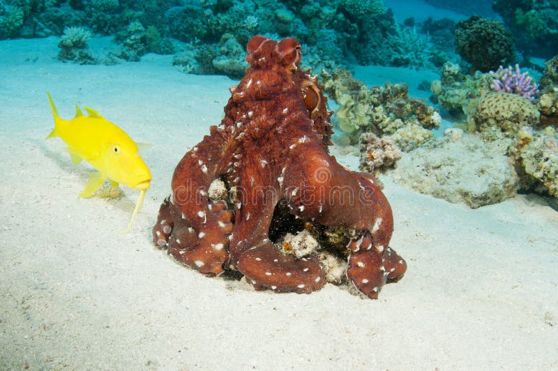 Red Octopus on coral reef stock photo. Image of ocean - 24556270