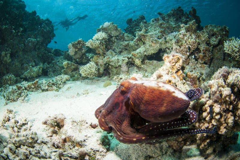 Red Octopus stock image. Image of coral, blue, sports - 24555595