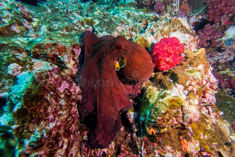 An octopus in a rock pool stock image. Image of chromatophore - 9958643