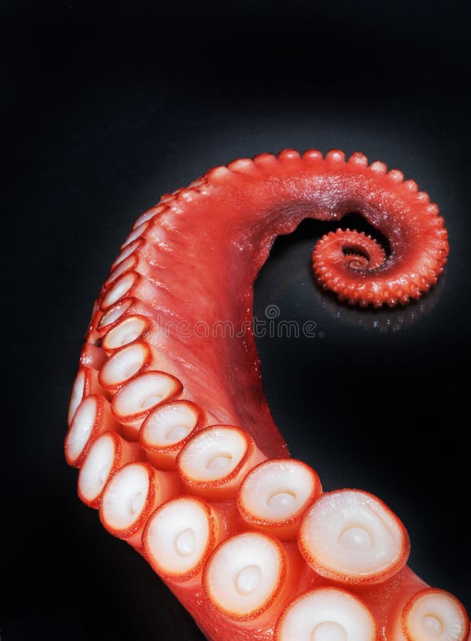 Red octopus tentacle stock image. Image of closeup, details - 14691139
