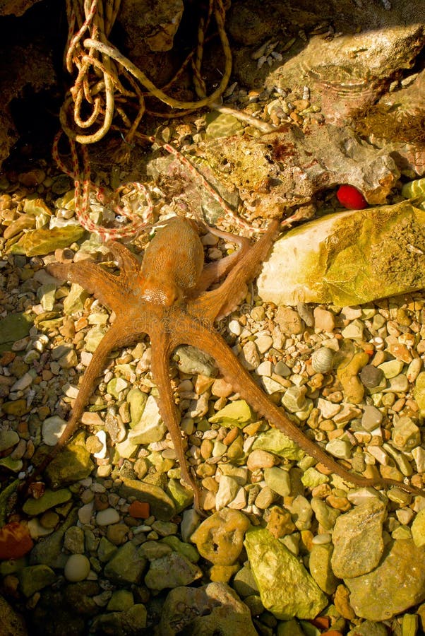 Wild Octopus Kite On Blue Sky Stock Photo - Image of life, octopus: 1855416