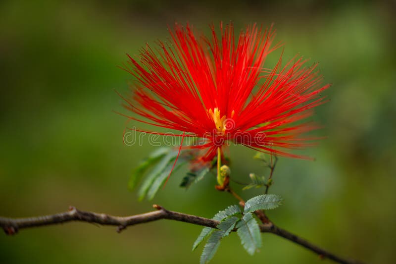 Red Ohia Lehua Flower stock image. Image of blooming - 311425575