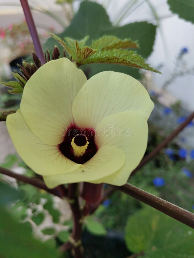 Lady finger flower. stock photo. Image of flower, okra - 189877404