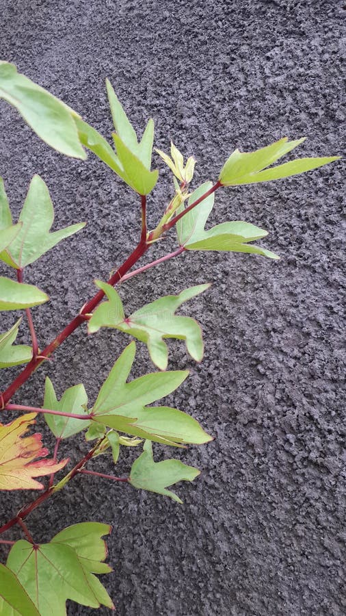 Red Okra Tree with Green and Red Leaves on the Wall Stock Photo - Image ...