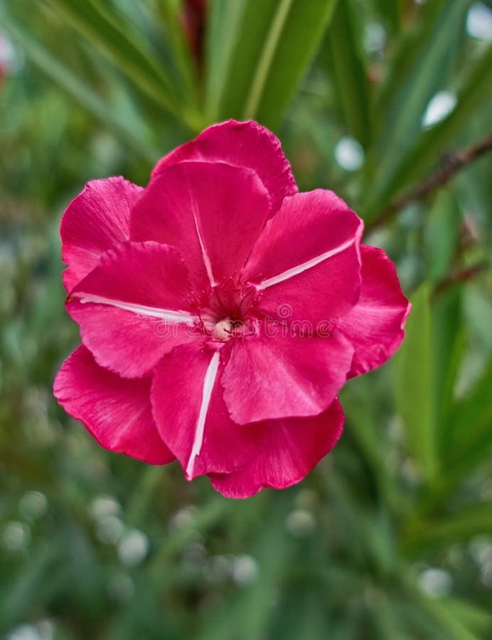 Red Oleander Flower Closeup Stock Photo - Image of rose, medicinal: 82515402