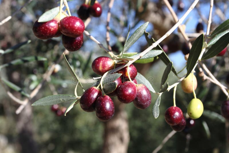 Red olives stock photo. Image of plant, tree, nature - 63738168