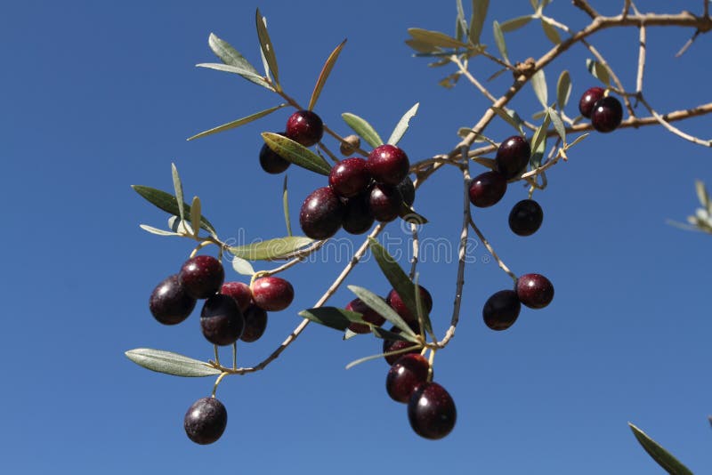 Red olives stock image. Image of twig, agriculture, harvest - 63738293