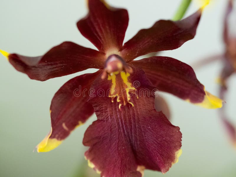 Red Oncidium Orchid stock photo. Image of veins, close - 101428822