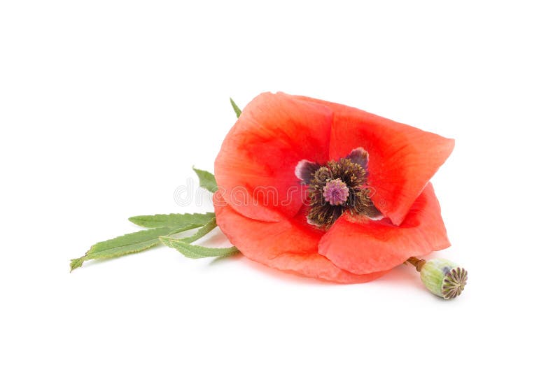 Red one poppy stock photo. Image of plant, poppy, white - 276879254