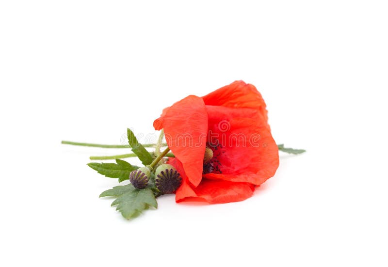 Red one poppy stock photo. Image of beautiful, stamen - 282798278
