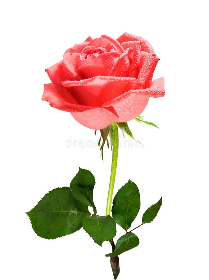 Red one rose stock image. Image of flower, plant, beauty - 19894841