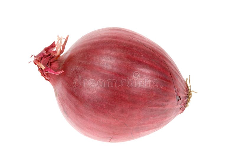 Bermuda Onion stock photo. Image of dinner, food, bermuda - 237892