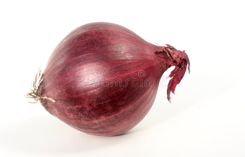 Bermuda Onion stock photo. Image of dinner, food, bermuda - 237892
