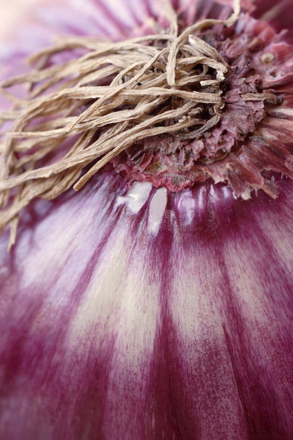Red onion stock image. Image of fresh, organic, peel, round - 660105