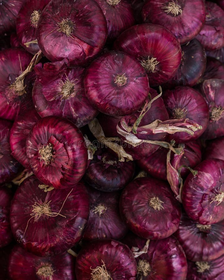 Red Onion Picture. Image: 98271541