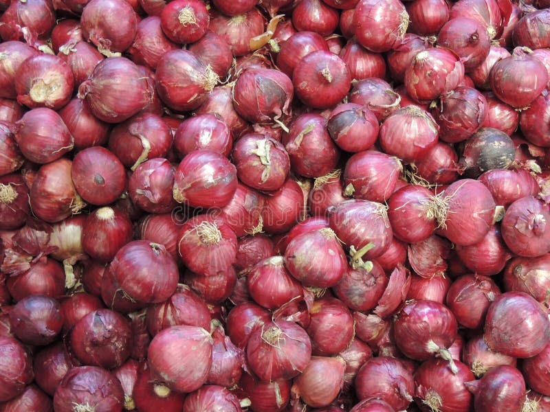 Red onion Allium cepa stock image. Image of sale, food - 84252569