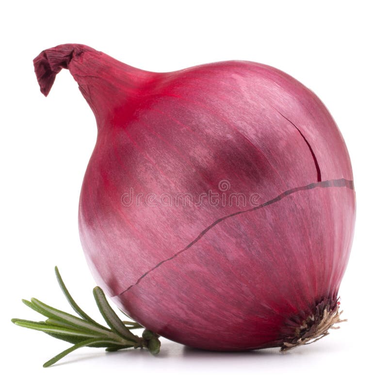 Onion Bulb Ready for Harvest with Dry and Brittle Outer Scales Growing ...