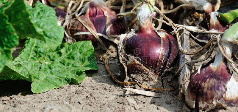 Red onion stock image. Image of countryside, field, nature - 107950505