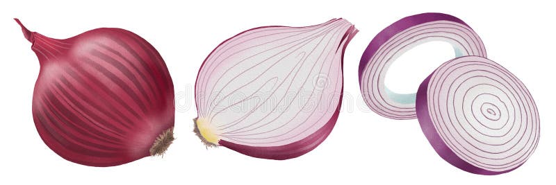 Red Onion in Digital Painting Style, with Clipping Path. Stock ...