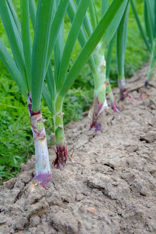 Red onion growing stock photo. Image of closeup, vegetable - 42478394