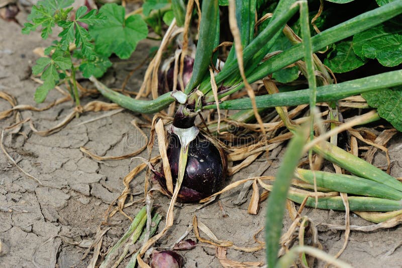Red onion in growth stock photo. Image of cultivated - 105465978