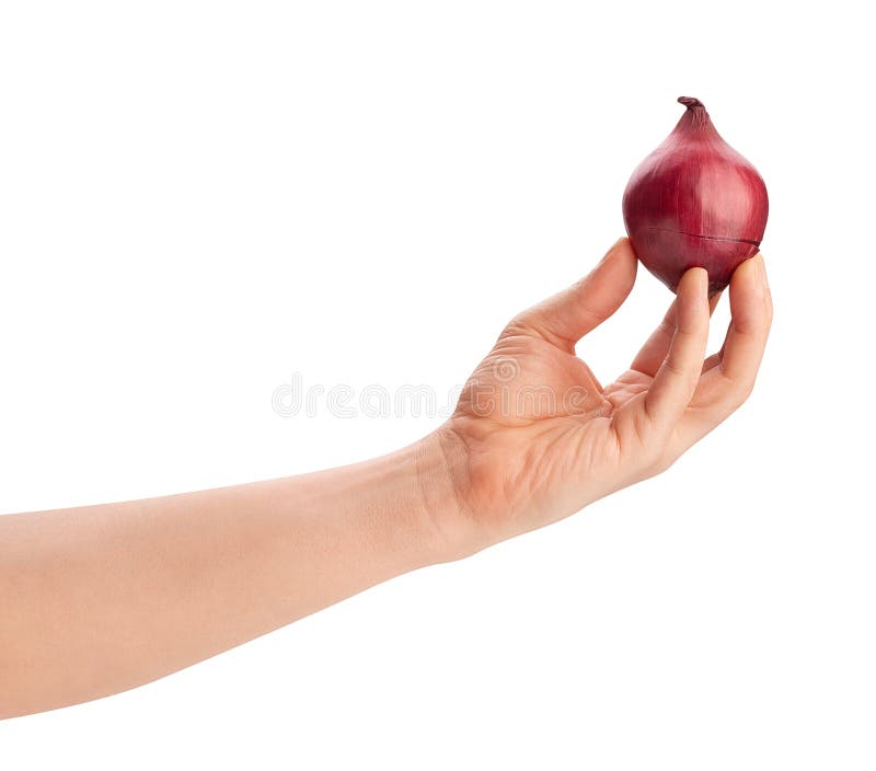 Onion in hand stock image. Image of isolated, ingredient - 273375395