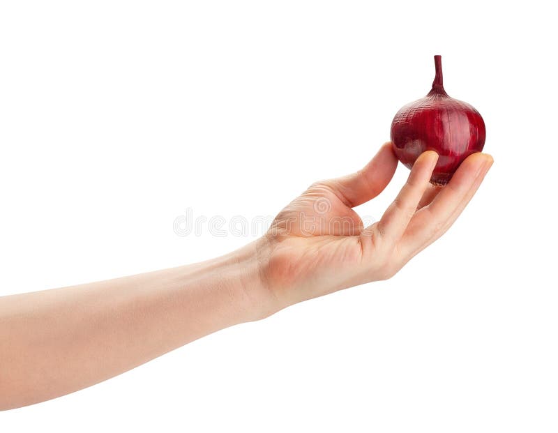 Red onion in hand stock photo. Image of food, fingers - 273375400