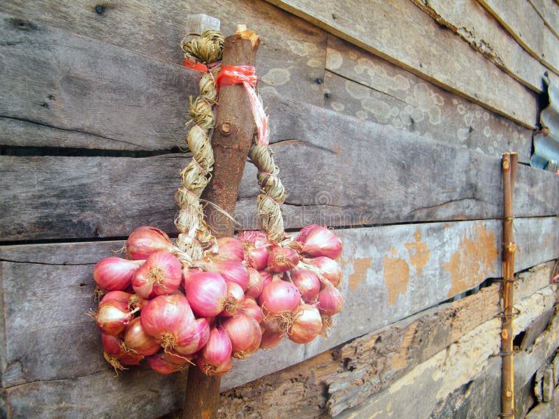 Red Onion. stock photo. Image of nature, healthy, ingredient - 92570556