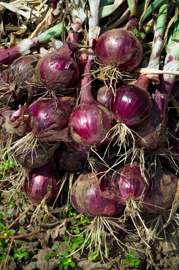 Red onion harvest stock photo. Image of purple, green - 42466590
