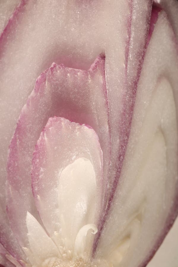 Red onion interior stock image. Image of plant, agriculture - 10216375