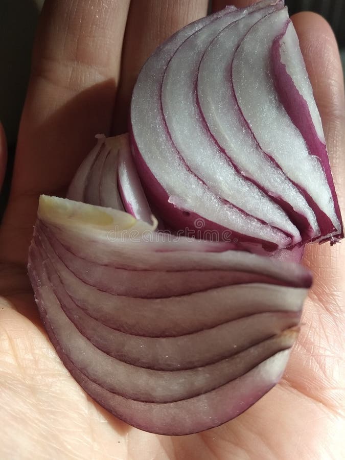 Red onion stock image. Image of onion, hand, vegetable - 132619527