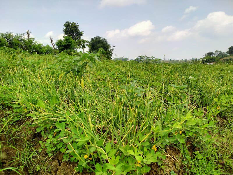 Red Onion Rice Fields are Ready To Harvest Stock Image - Image of ...
