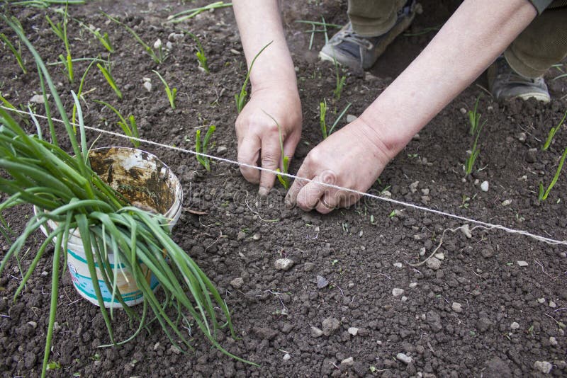 Red onion seedlings stock image. Image of garden, land - 55267313