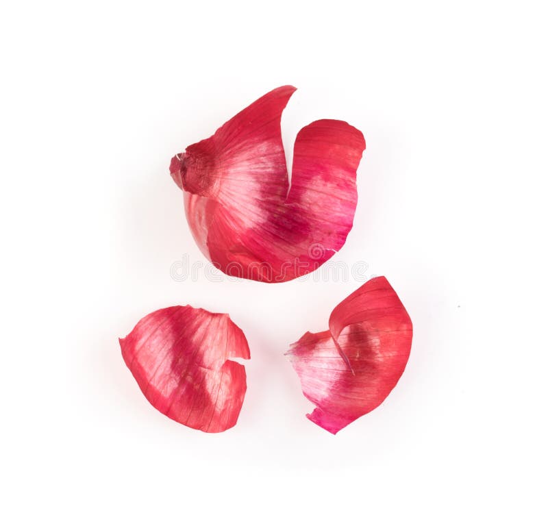 Red Onion Skin Isolated stock image. Image of health - 113453415