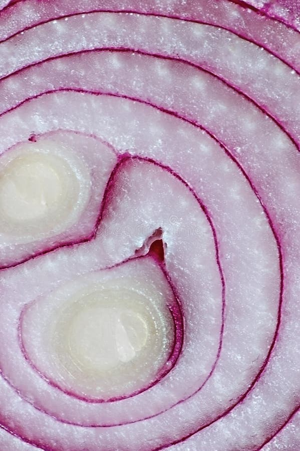 Red Onion Cross Section Isolated on White Background 3D Illustration ...