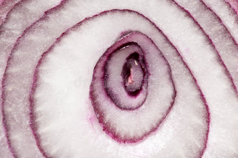 Red Onion Cross Section Isolated on White Background 3D Illustration ...