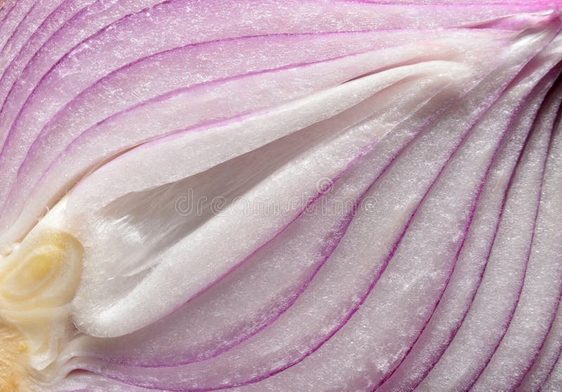 Red onion texture stock photo. Image of healthy, eating - 30737174