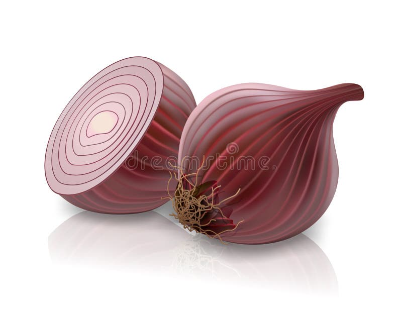 Red onion for you design stock illustration. Illustration of cartoon ...