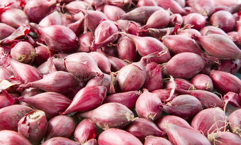 Red onions stock image. Image of food, dried, brown, purple - 12460409