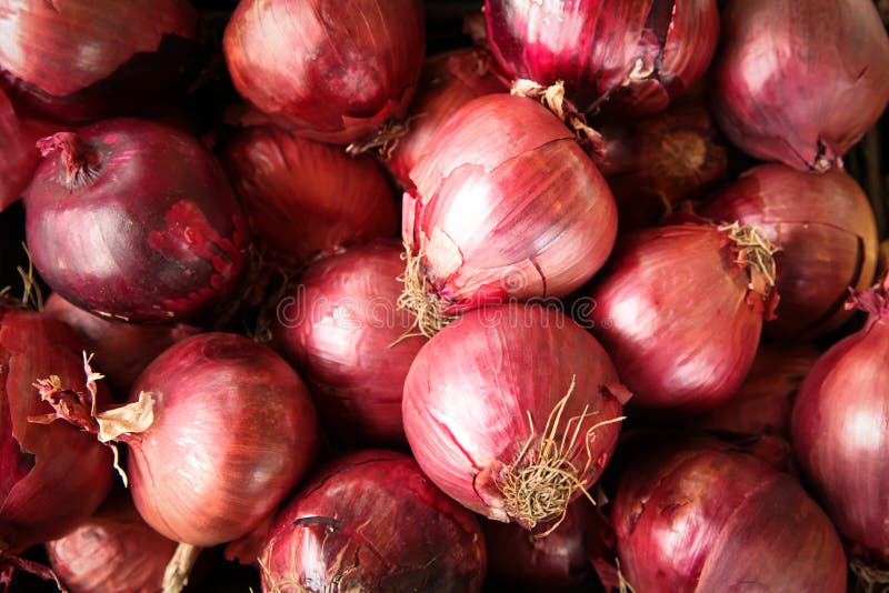 Red Onions stock image. Image of onions, roots, shadow - 19304809
