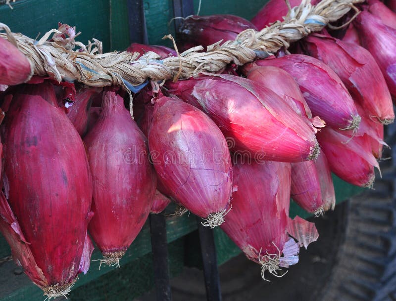 Red onions stock photo. Image of layer, gardening, foods - 21695482