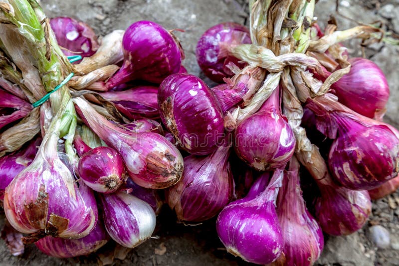 Red Onions stock photo. Image of healthy, root, onion - 208141920
