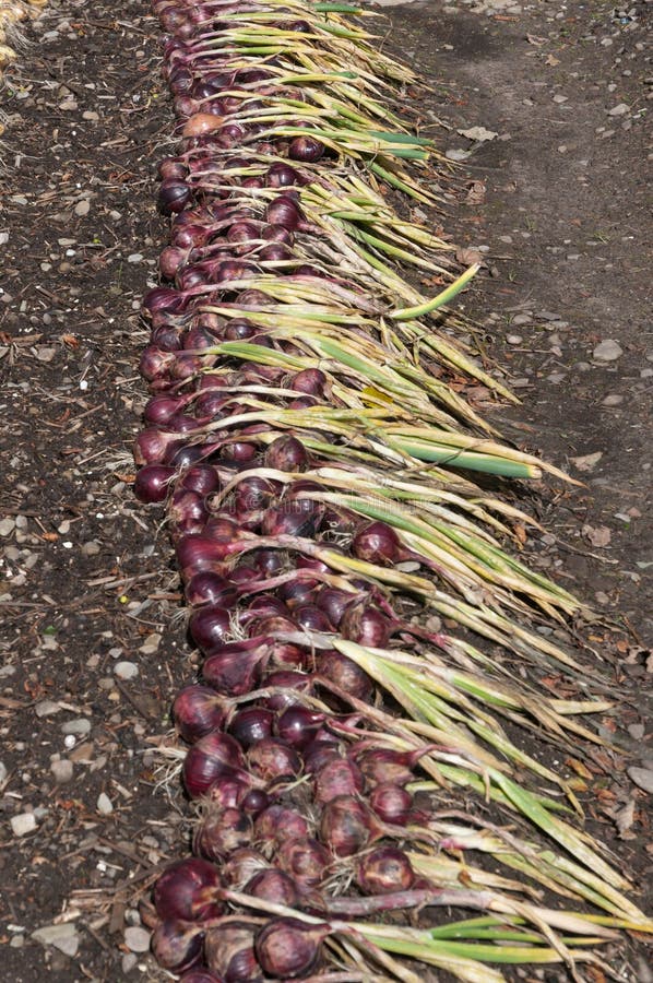 Red Onions Drying stock photo. Image of sunshine, vegetable - 115476214